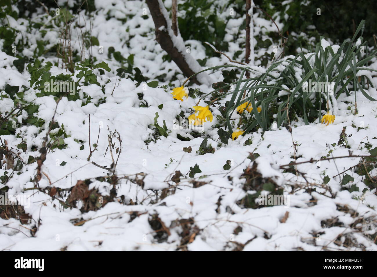 Dublin, Ireland. 18th march, 2018. Daffodils amongst the snow. Image ...