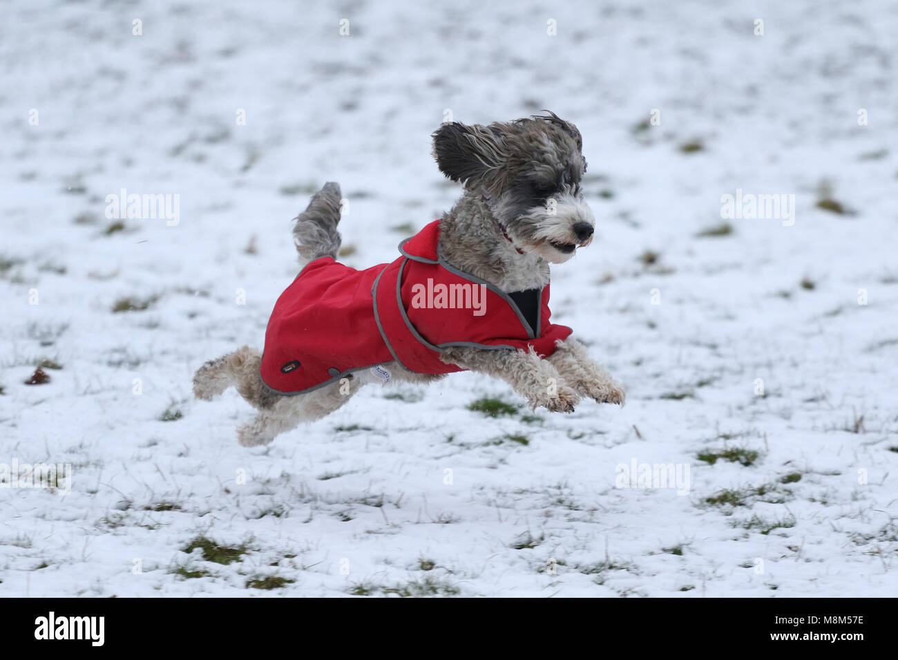 Cookie the cockapoo dog wears her dog coat as she plays in a light ...