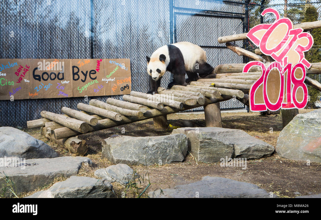 Toronto, Canada. 18th Mar, 2018. Male giant panda Da Mao is seen with ...