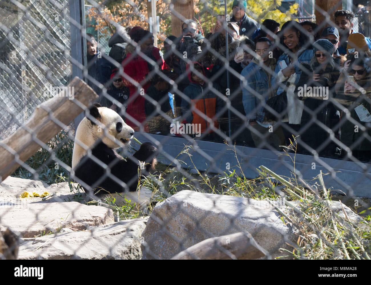 18 month panda hi-res stock photography and images - Alamy
