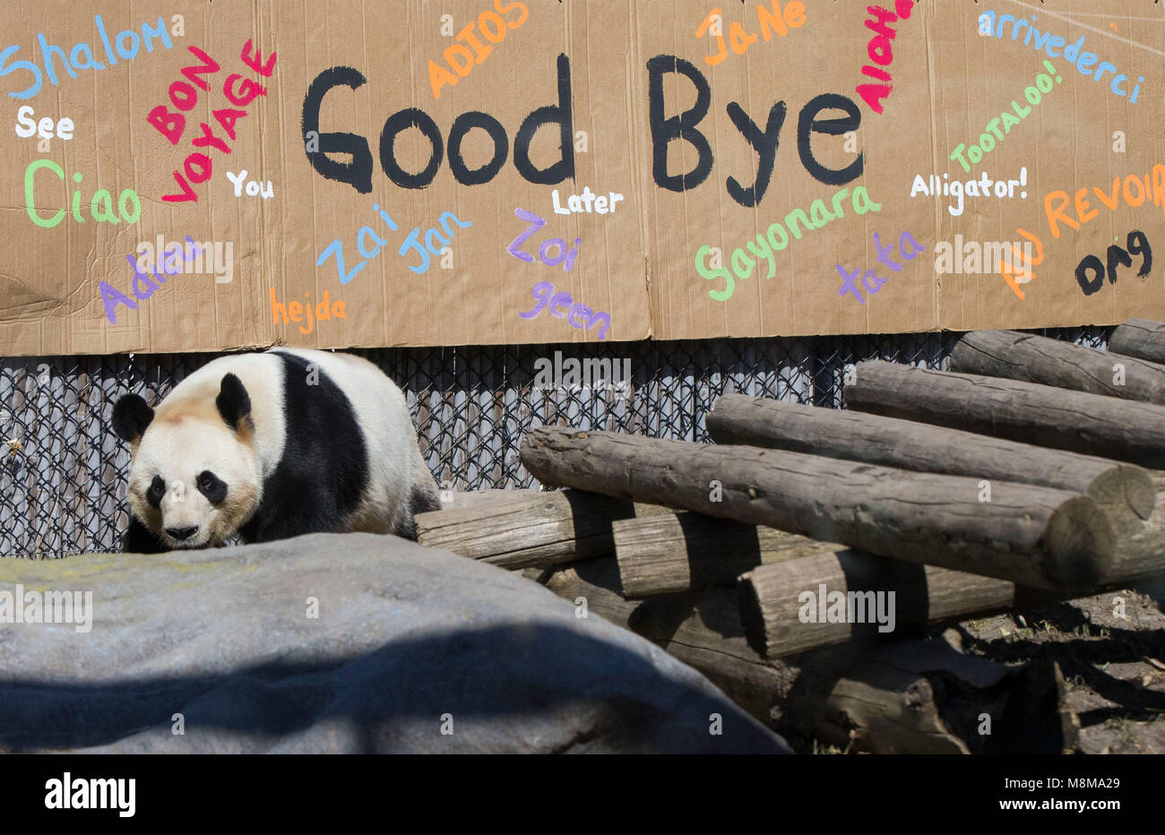 Toronto, Canada. 18th Mar, 2018. Male giant panda Da Mao is seen with ...