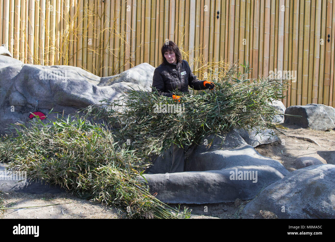 Toronto, Canada. 18th Mar, 2018. Giant panda keeper Karyn Tunwell works on giant panda's ...