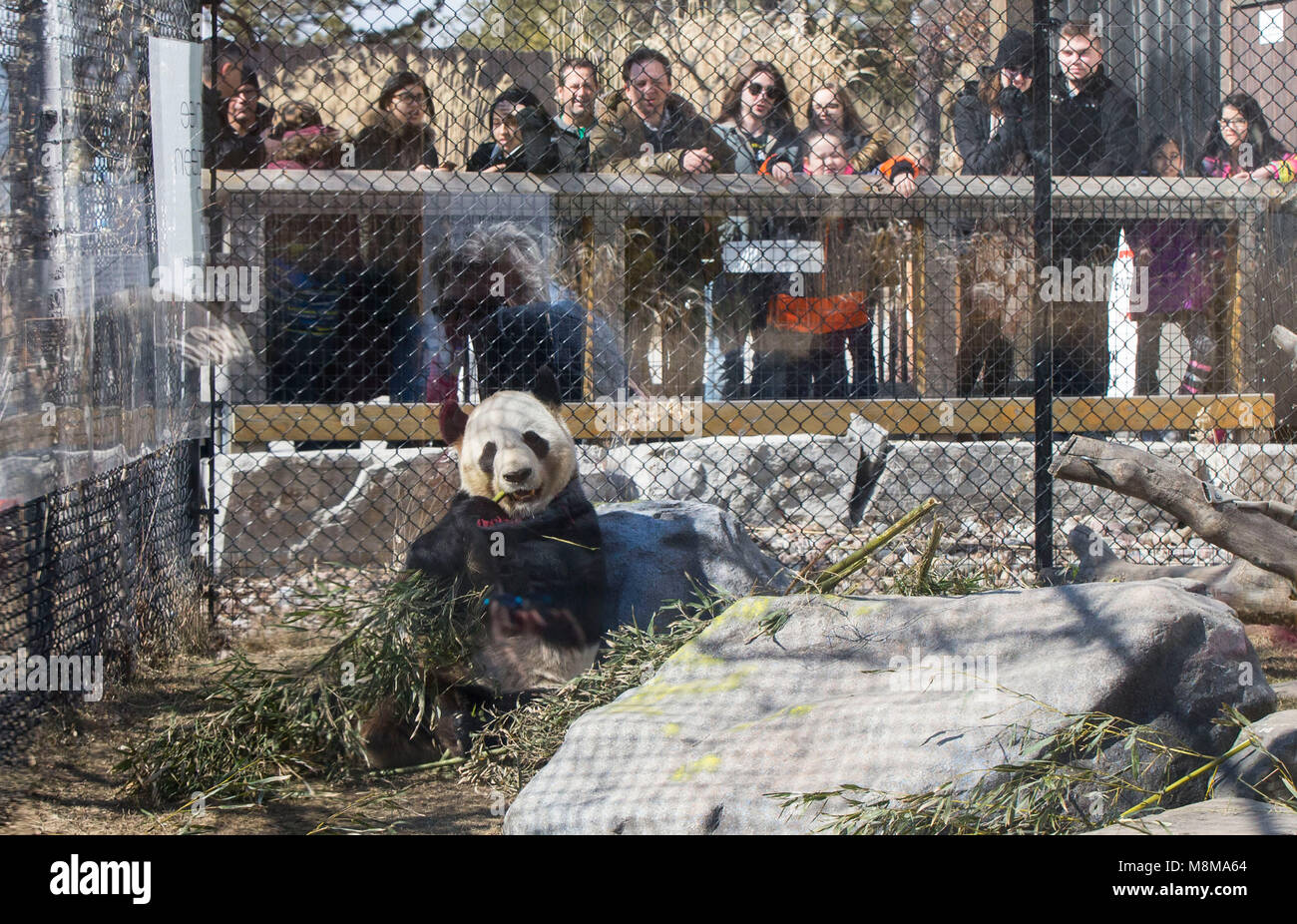 18 month panda hi-res stock photography and images - Alamy