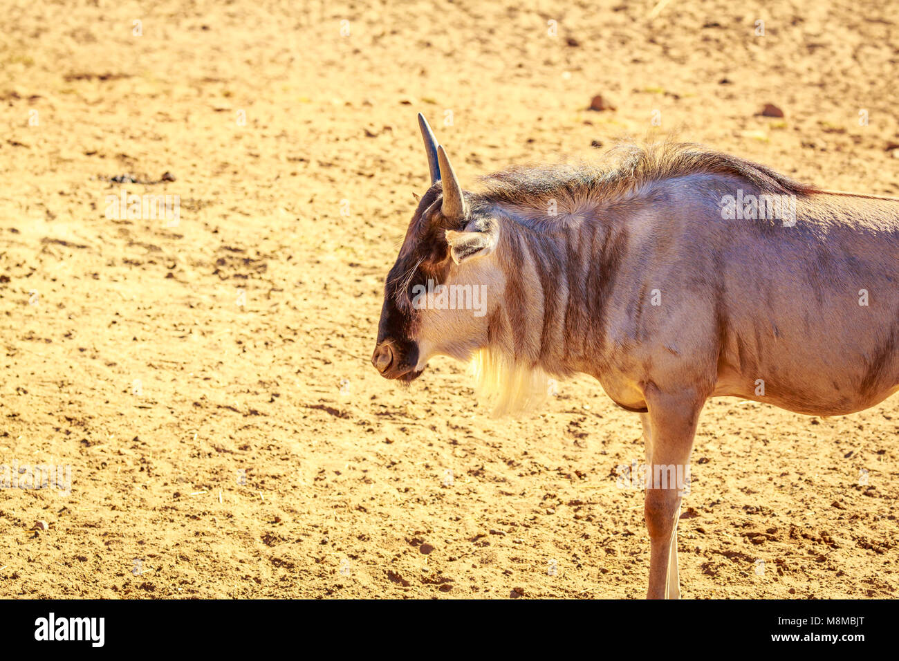 Close-up portrait of blue wildebeest in its habitat Stock Photo - Alamy