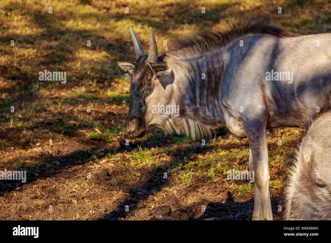 Close-up portrait of blue wildebeest in its habitat Stock Photo - Alamy