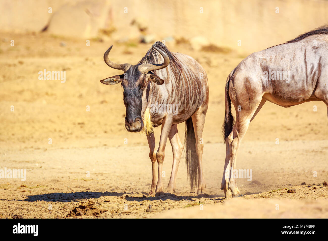 Close-up portrait of blue wildebeest in its habitat Stock Photo - Alamy
