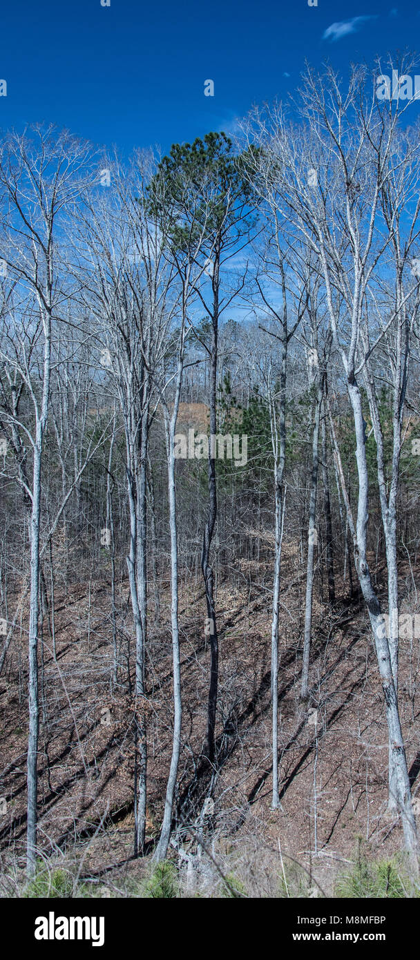 Dead tree among living trees hi-res stock photography and images - Alamy