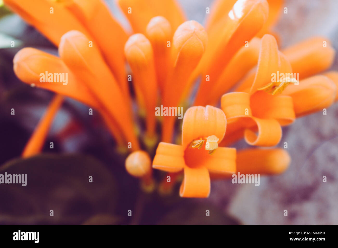 Flower. Spring bush with orange flowers. Macro Stock Photo - Alamy