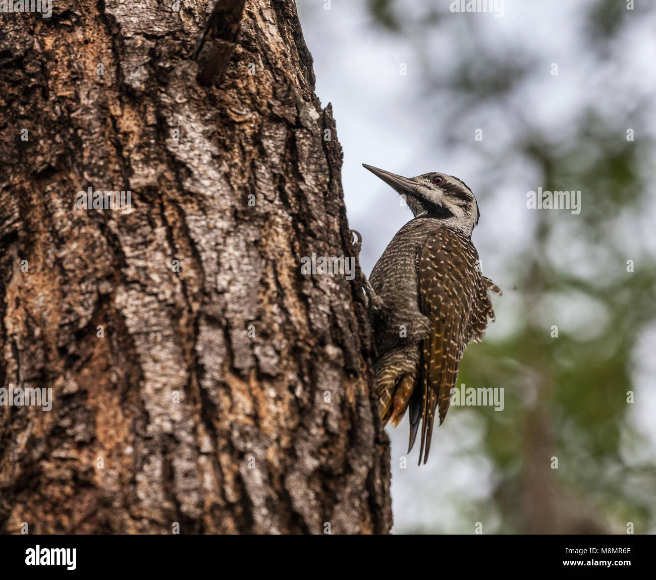 African bearded woodpecker hi-res stock photography and images - Alamy