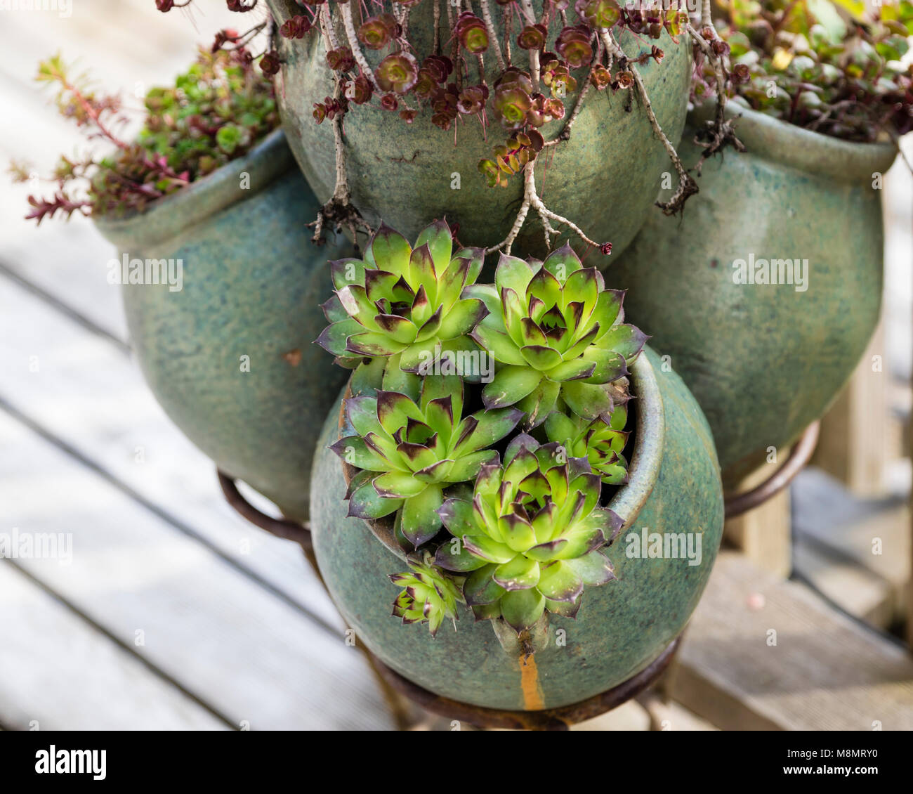 Sempervivum container hi-res stock photography and images - Alamy