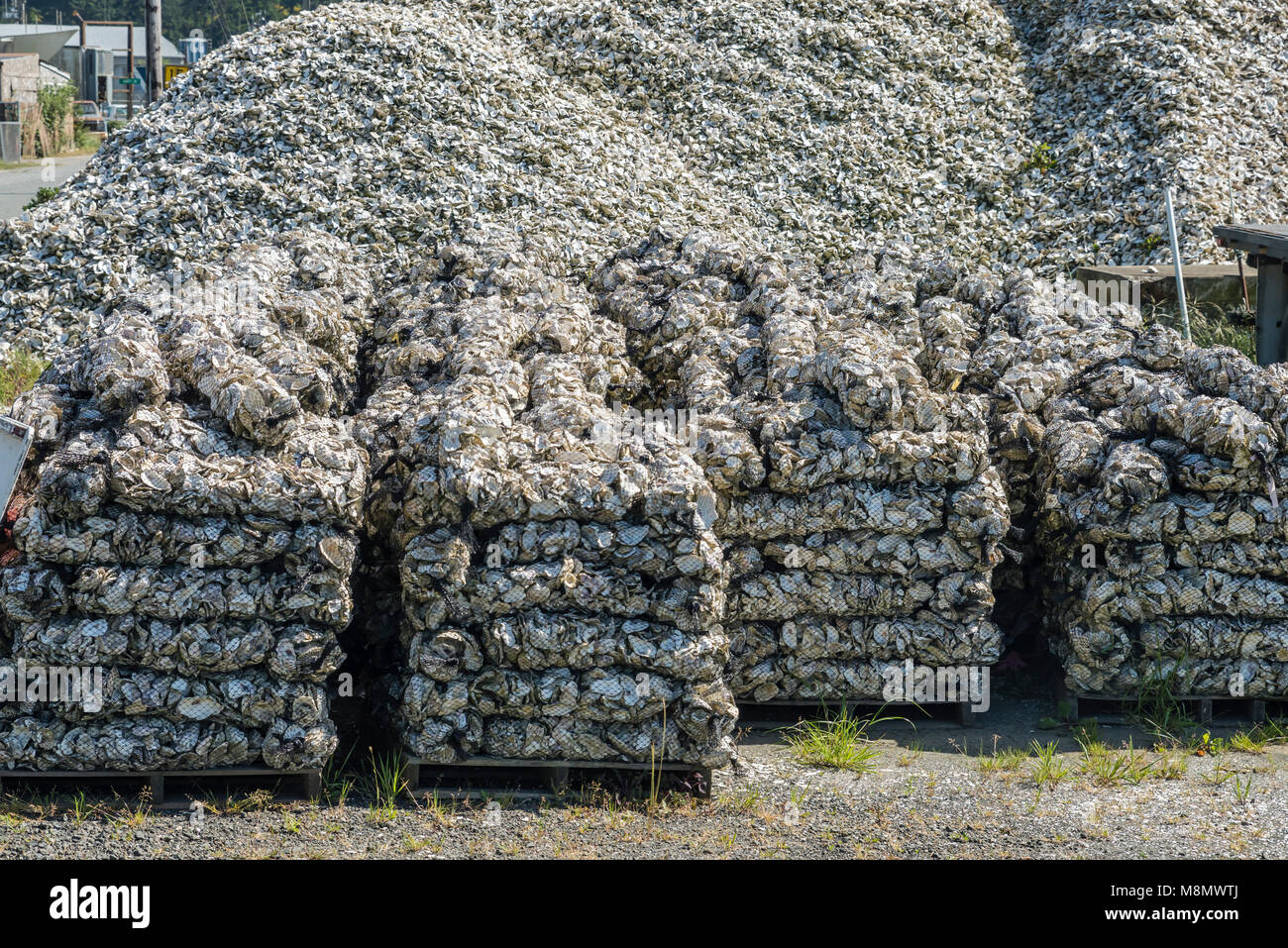 Pile of oyster shells hi-res stock photography and images - Alamy