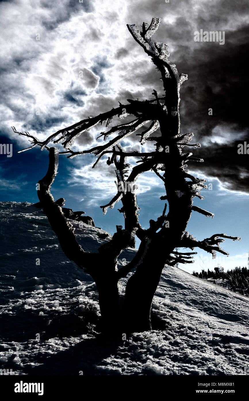 An old tree long dead collects rime ice in the winter on a windy ridge ...