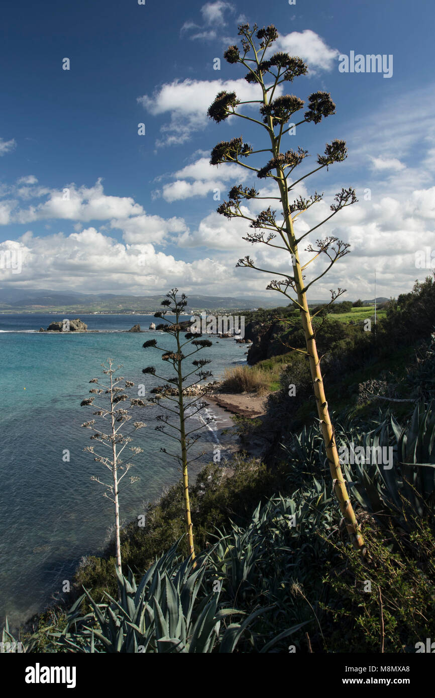 Chrysochous bay off the Akamas peninsula seascape, Paphos, Cyprus Stock ...