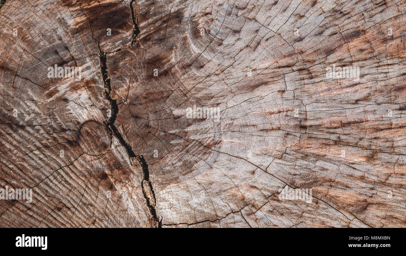 Closeup of old, weathered, cut piece of wood with cracks and abstract ...