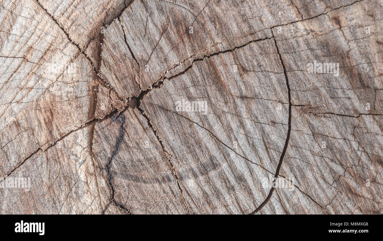 Closeup of old, weathered, cut piece of wood with cracks and abstract ...