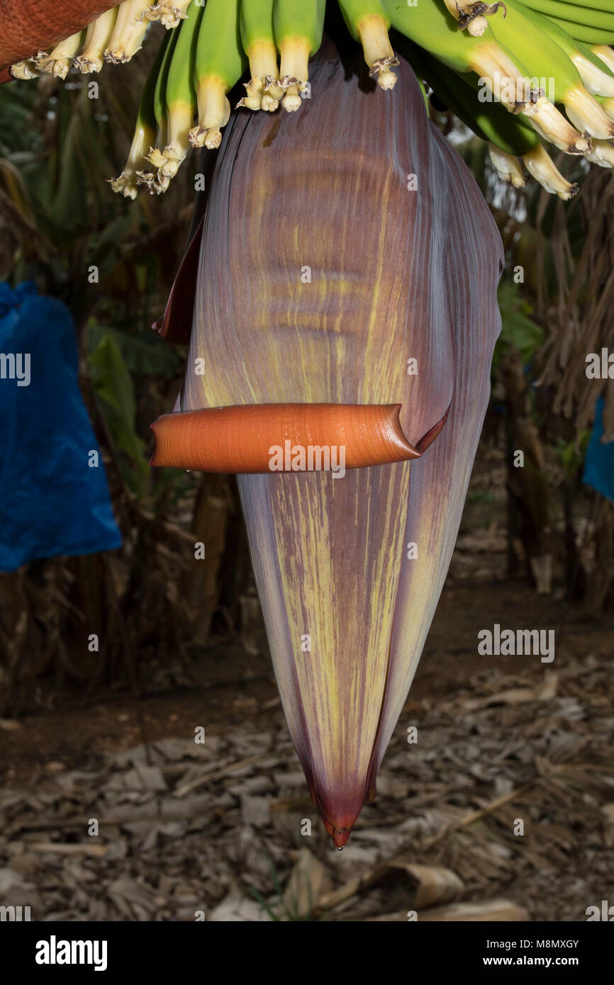 banana fingers and banana flowers growing in the Paphos countryside of ...