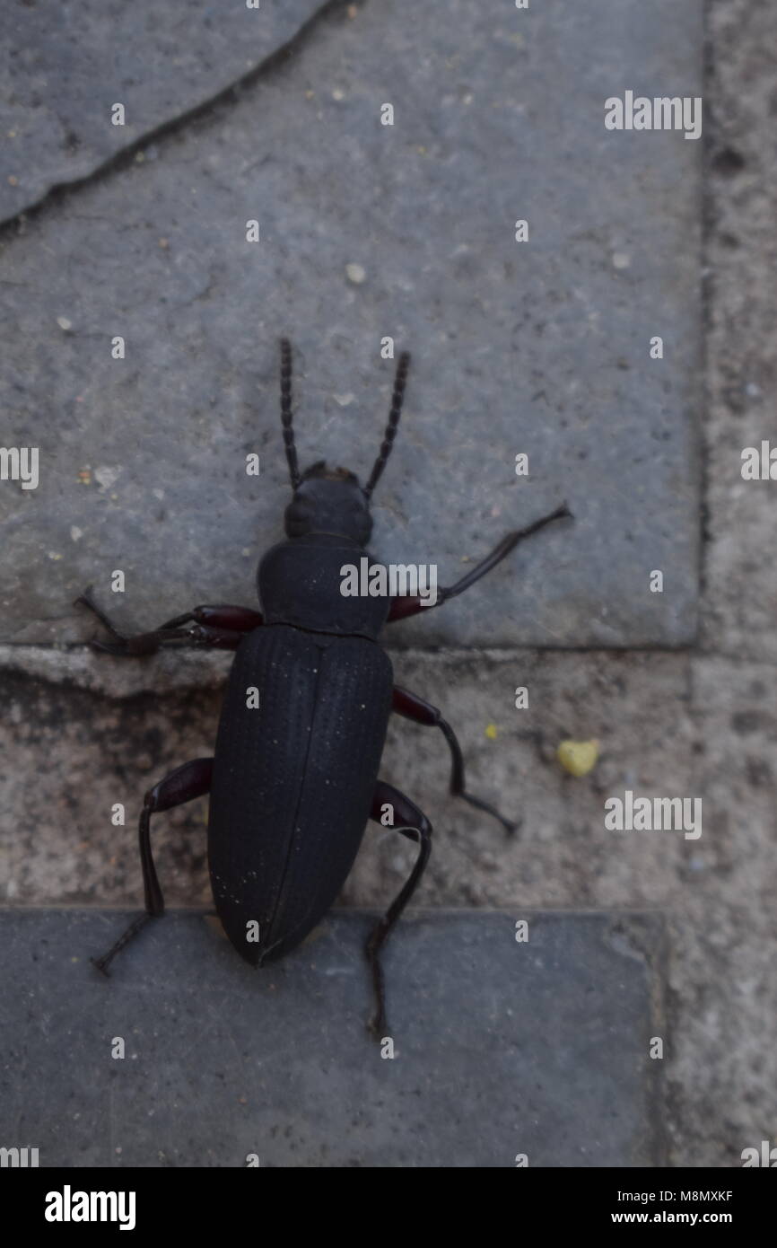 Insect claws hi-res stock photography and images - Alamy
