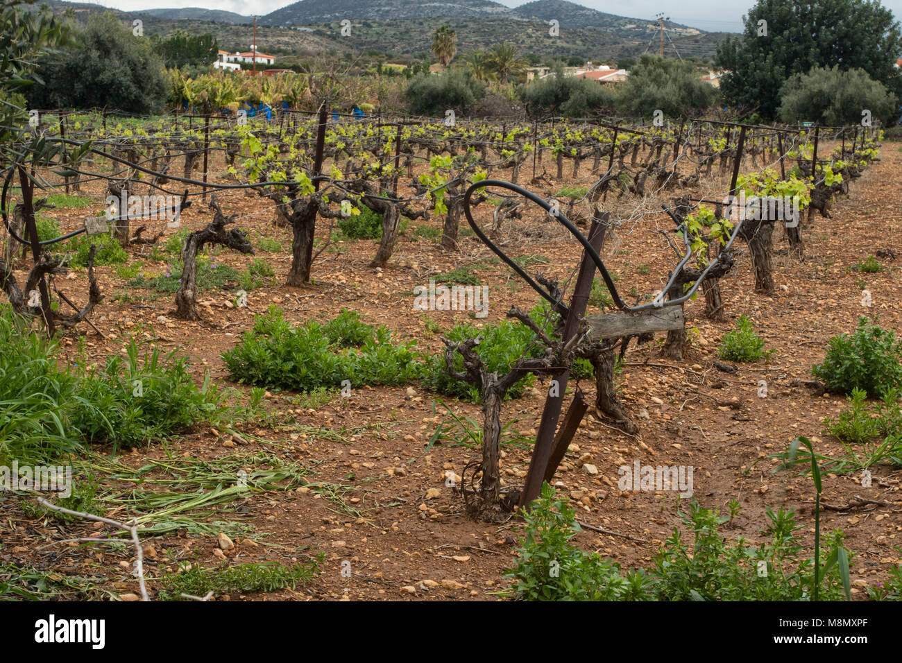 Mavro grapes hi-res stock photography and images - Alamy