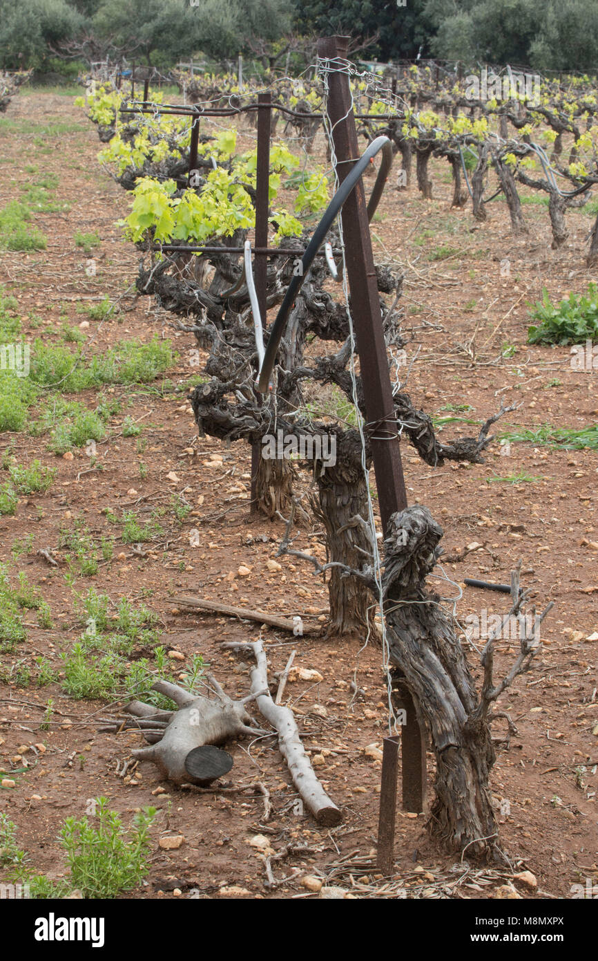 Mavro grapes hi-res stock photography and images - Alamy