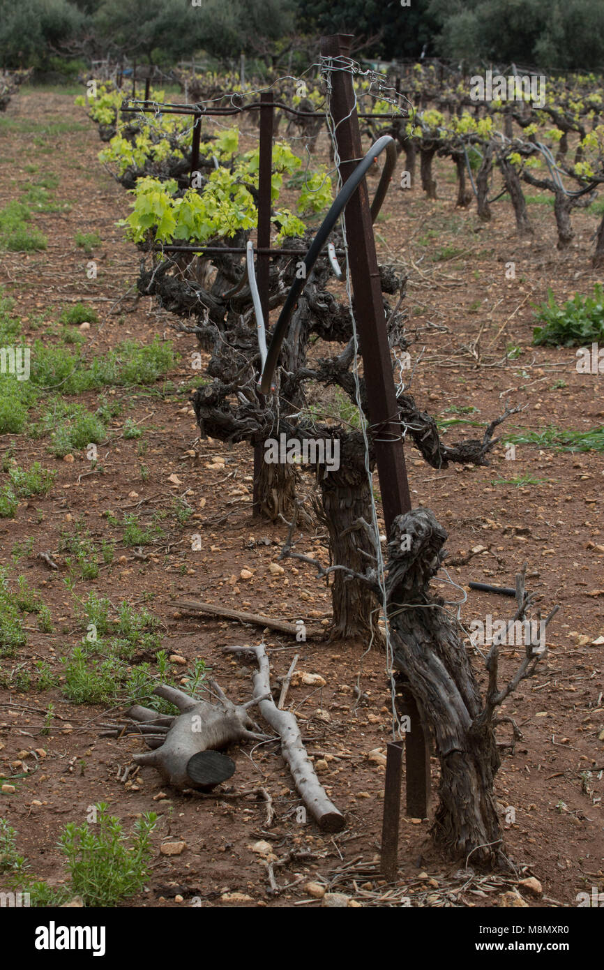 Wine production cyprus hi-res stock photography and images - Alamy