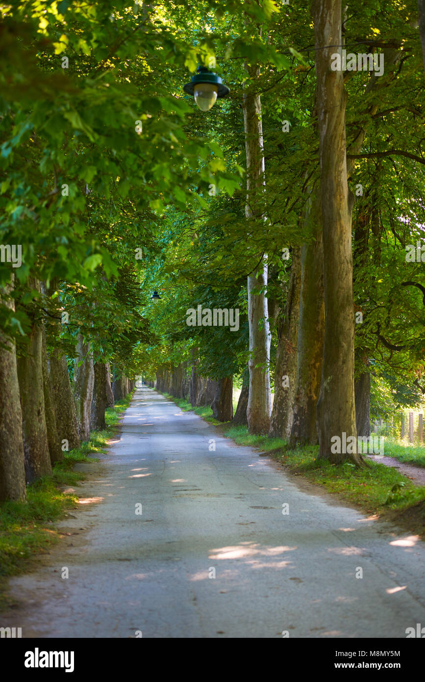 country road trought tree alley in the park fresh morning at spring ...