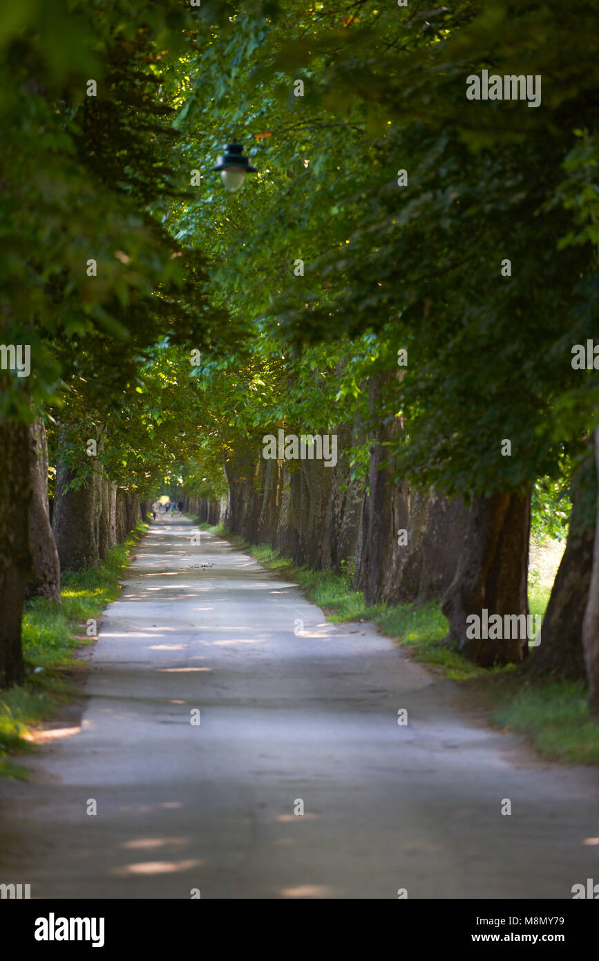 country road trought tree alley in the park fresh morning at spring ...