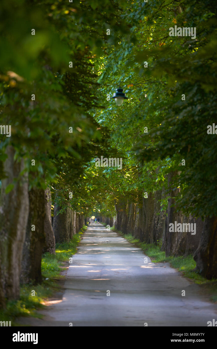country road trought tree alley in the park fresh morning at spring ...