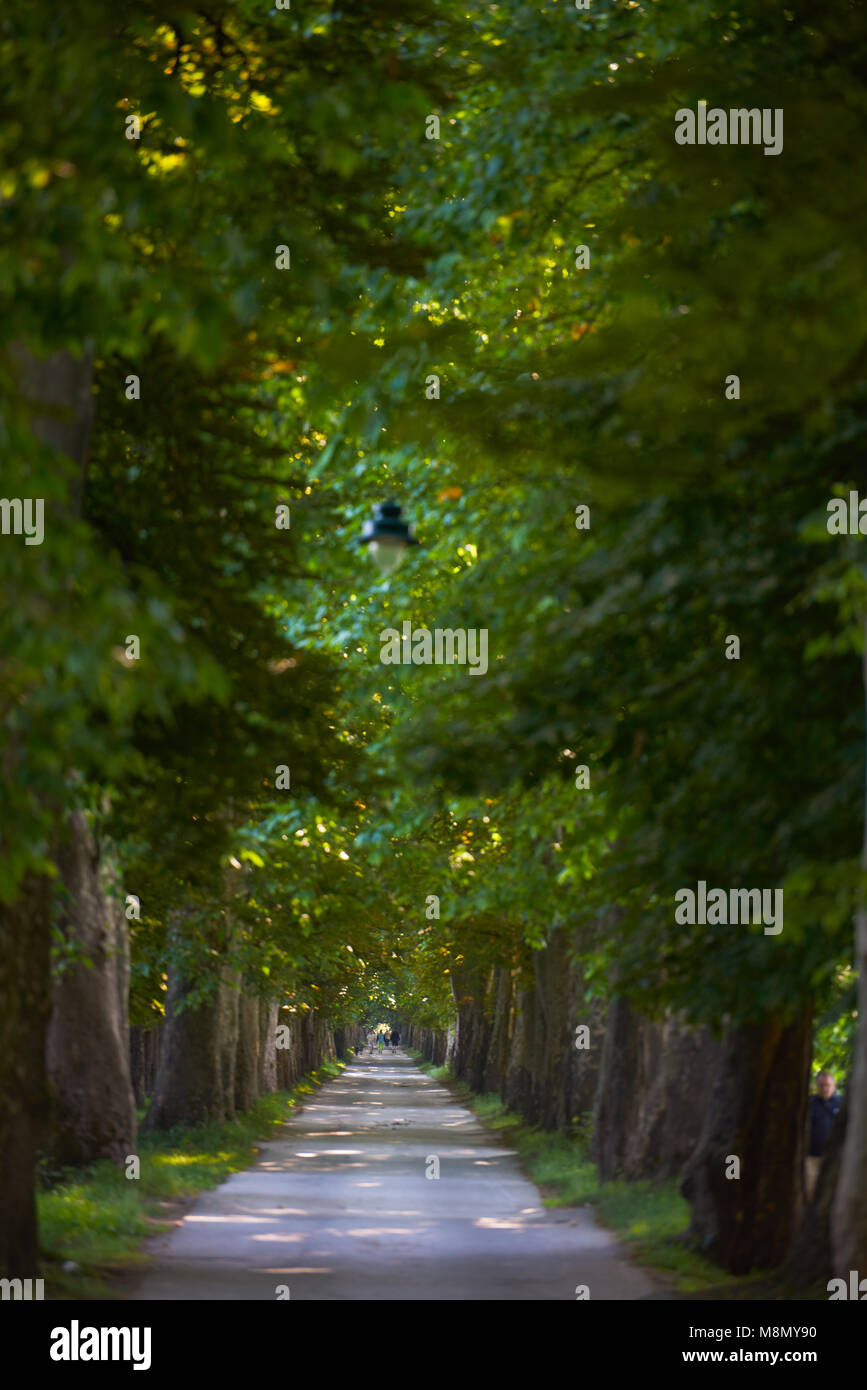 country road trought tree alley in the park fresh morning at spring ...