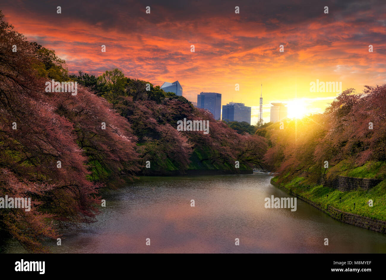 Sakura cherry blossom tree at Kitanomaru Garden, Tokyo, japan. Sunset ...