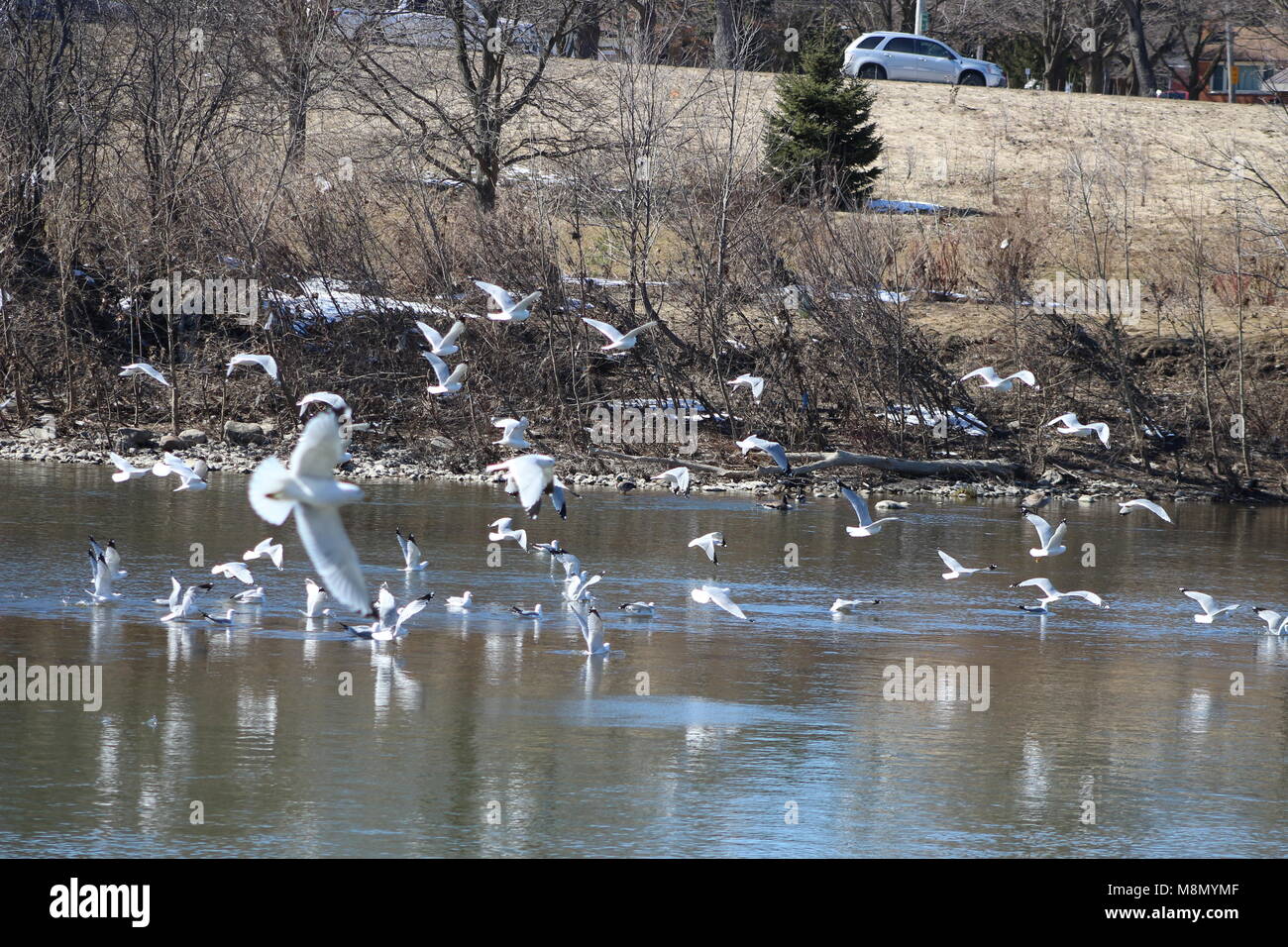 A ton of seagulls on the thames river and experience the ecosystem of ...