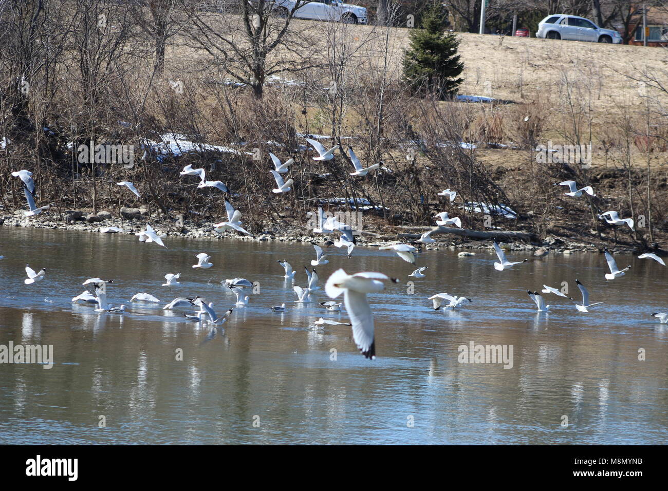 A ton of seagulls on the thames river and experience the ecosystem of ...