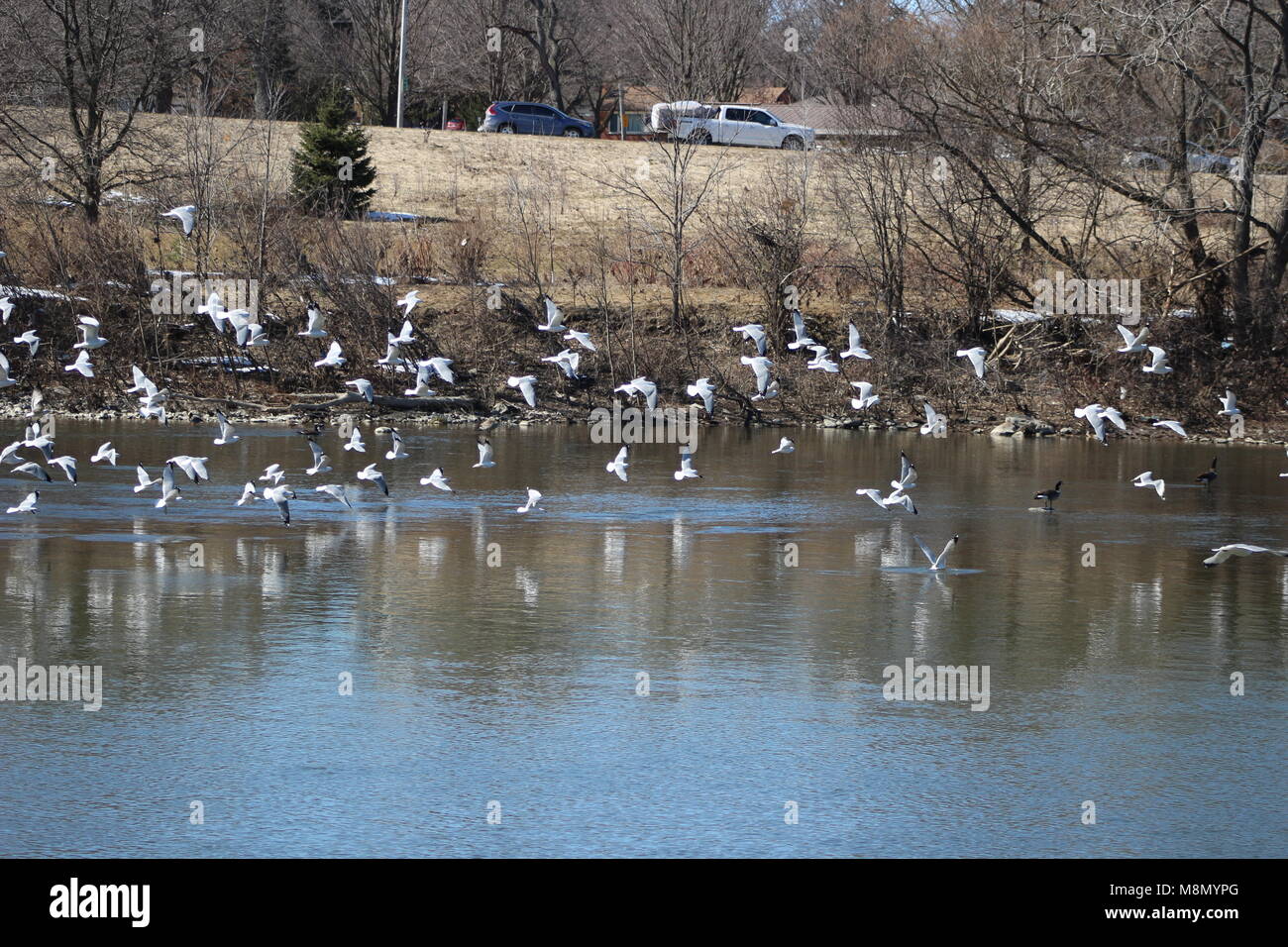 A ton of seagulls on the thames river and experience the ecosystem of ...