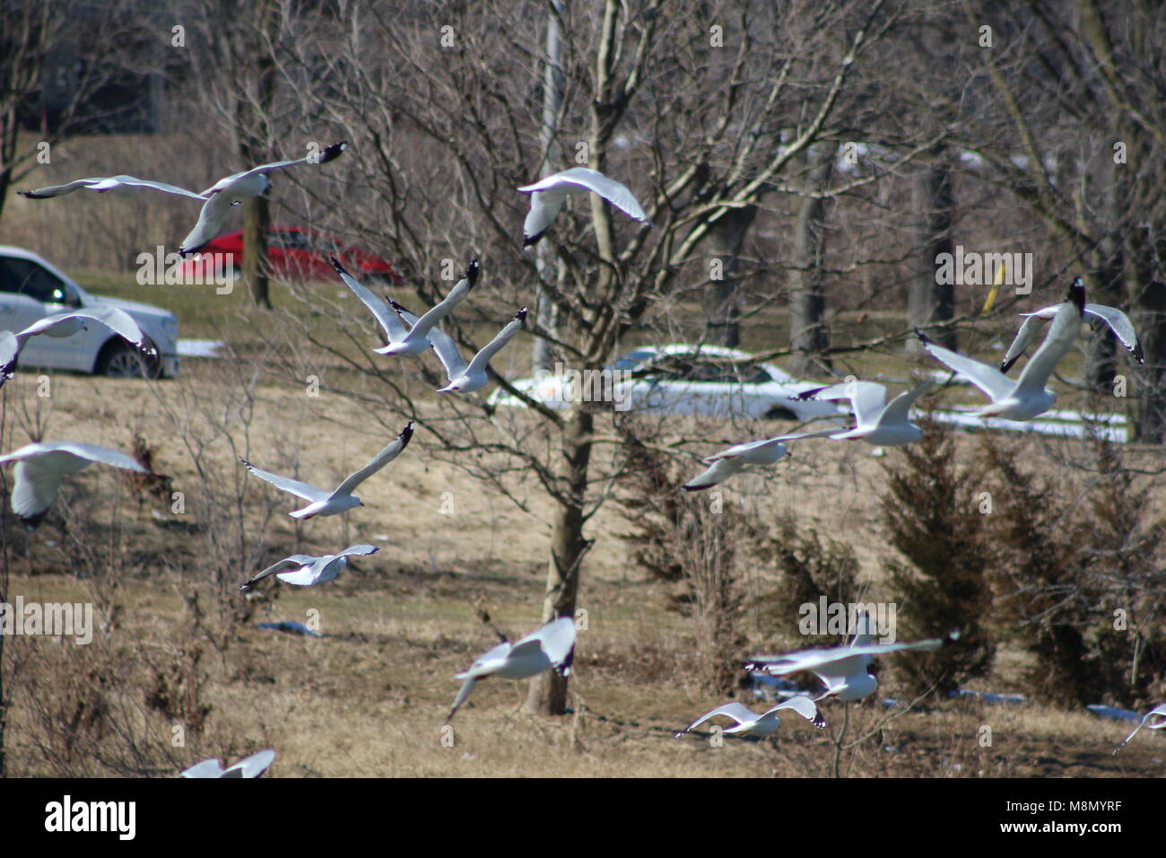 A ton of seagulls on the thames river and experience the ecosystem of ...