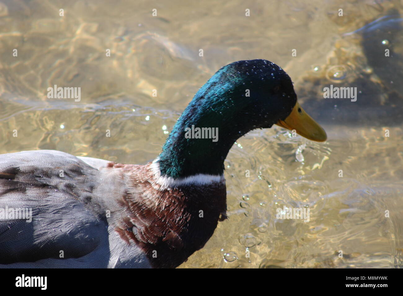 The mallard is the most abundant and commonly recognized species of ...
