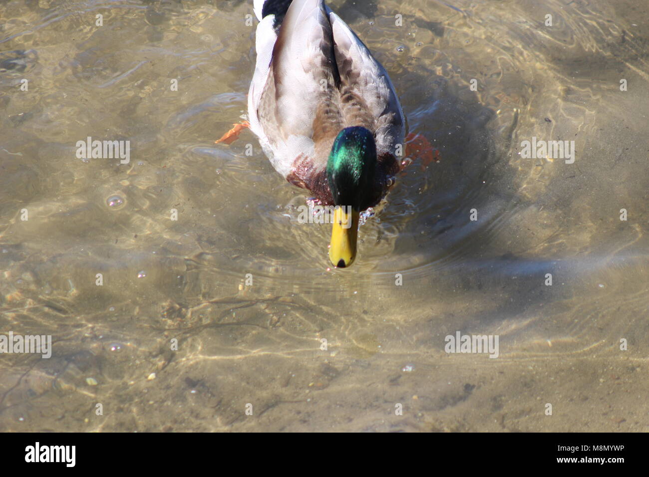 The mallard is the most abundant and commonly recognized species of ...