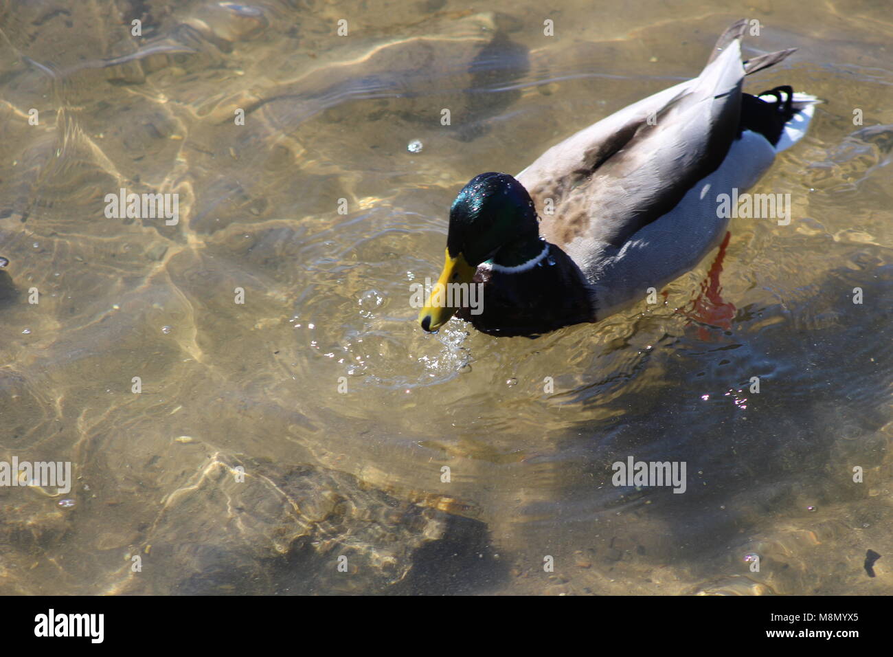The mallard is the most abundant and commonly recognized species of ...