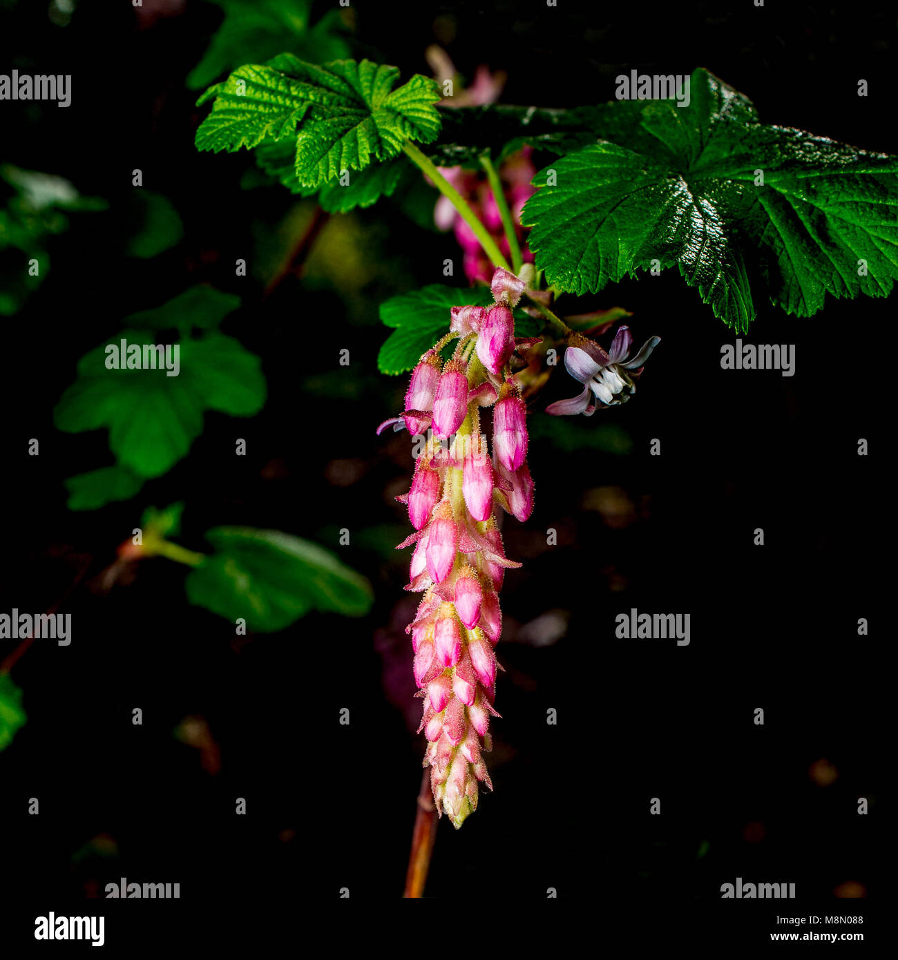 Flower of Chaparral Currant, Ribes malvaceum, on dark background Stock ...