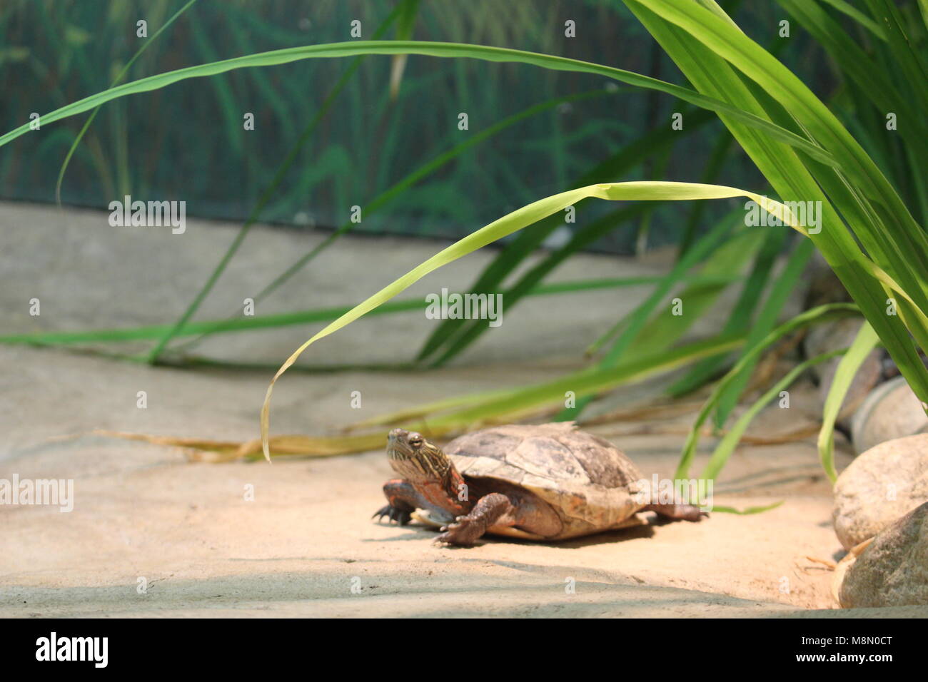 Western Painted Turtle resting AND BASKING ON A PLATFORM IN CAPTIVITY ...