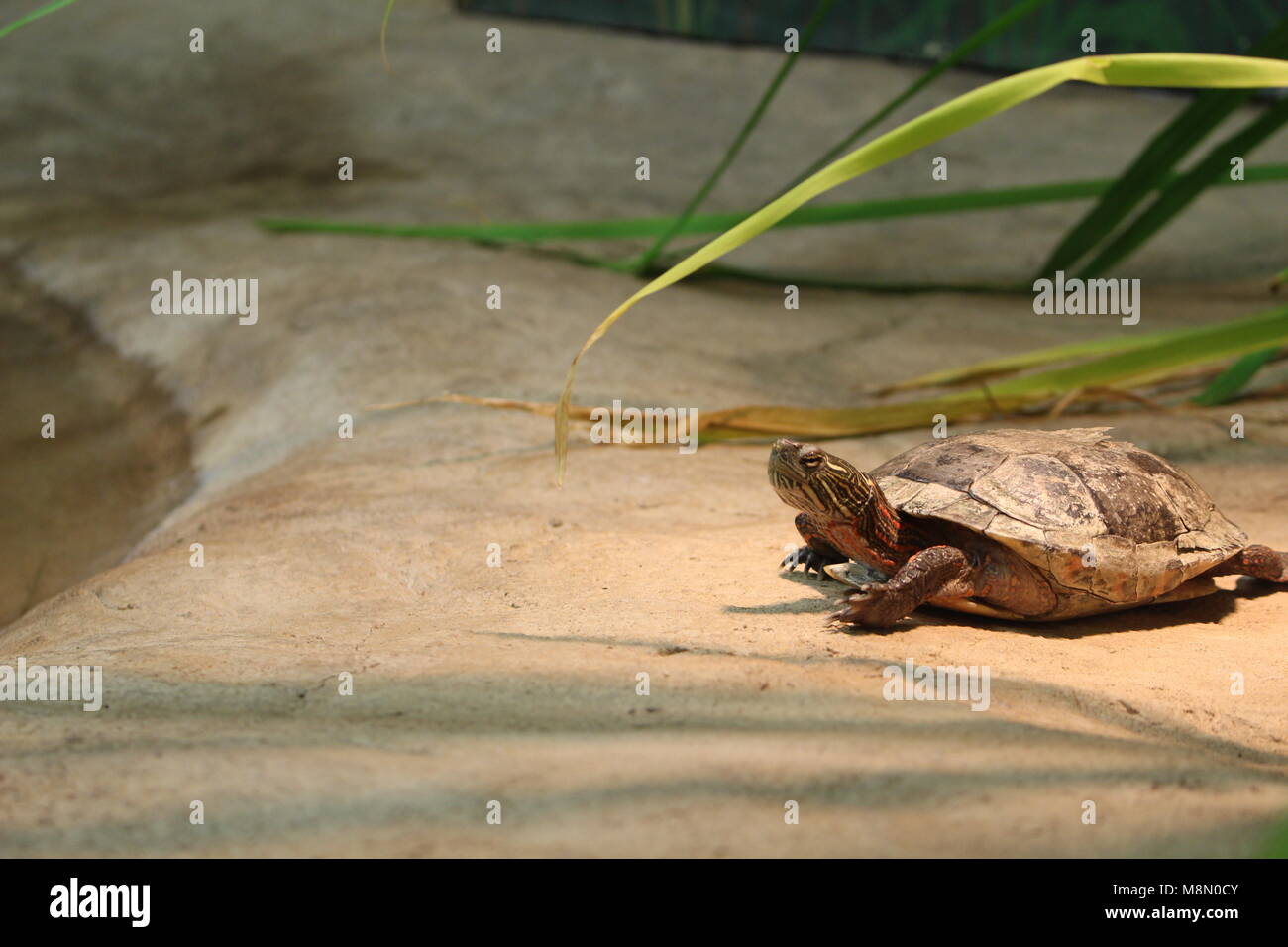 Western Painted Turtle resting AND BASKING ON A PLATFORM IN CAPTIVITY ...
