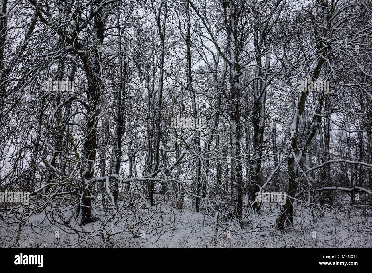 A snowy scene in the woods Stock Photo - Alamy