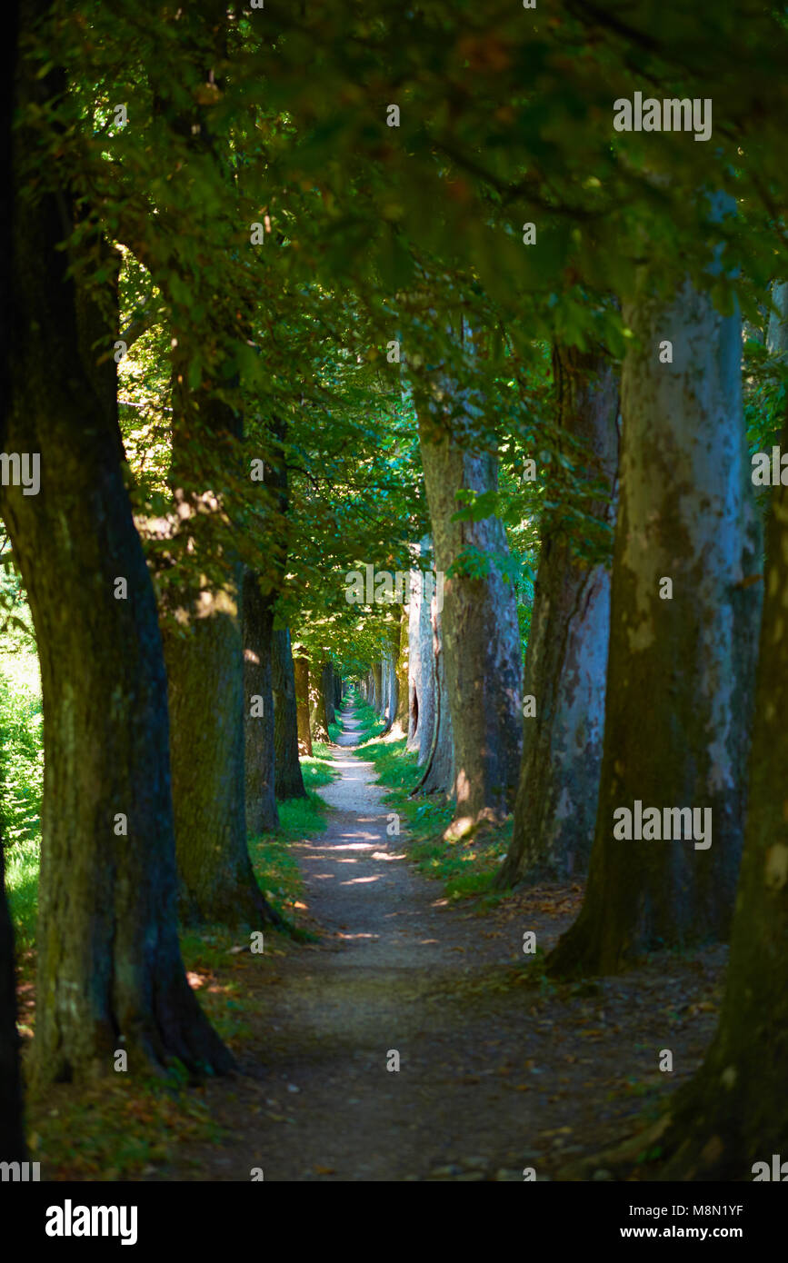 country road trought tree alley in the park fresh morning at spring ...