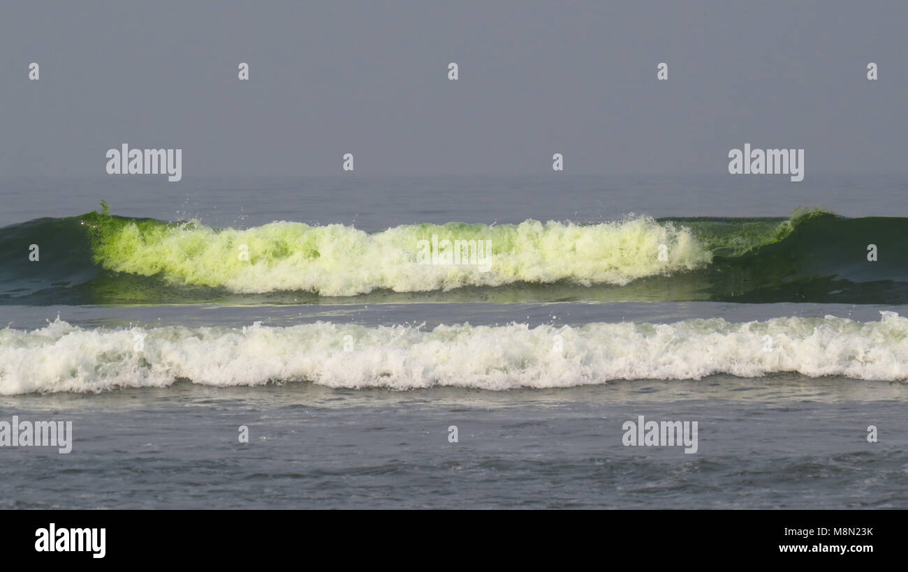 Beach waters with fluorescent green color due to algae and pollution ...