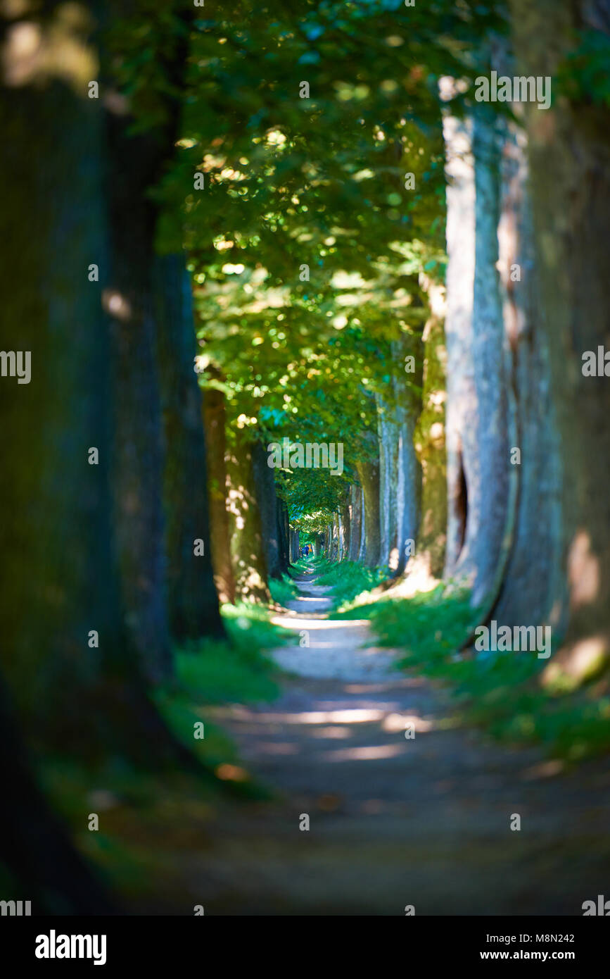 country road trought tree alley in the park fresh morning at spring ...