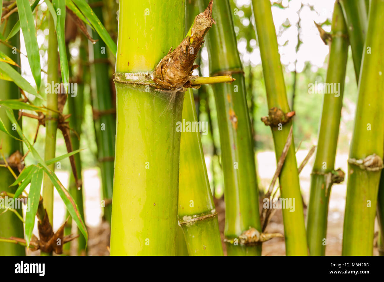 bamboo forest after the rain Stock Photo - Alamy