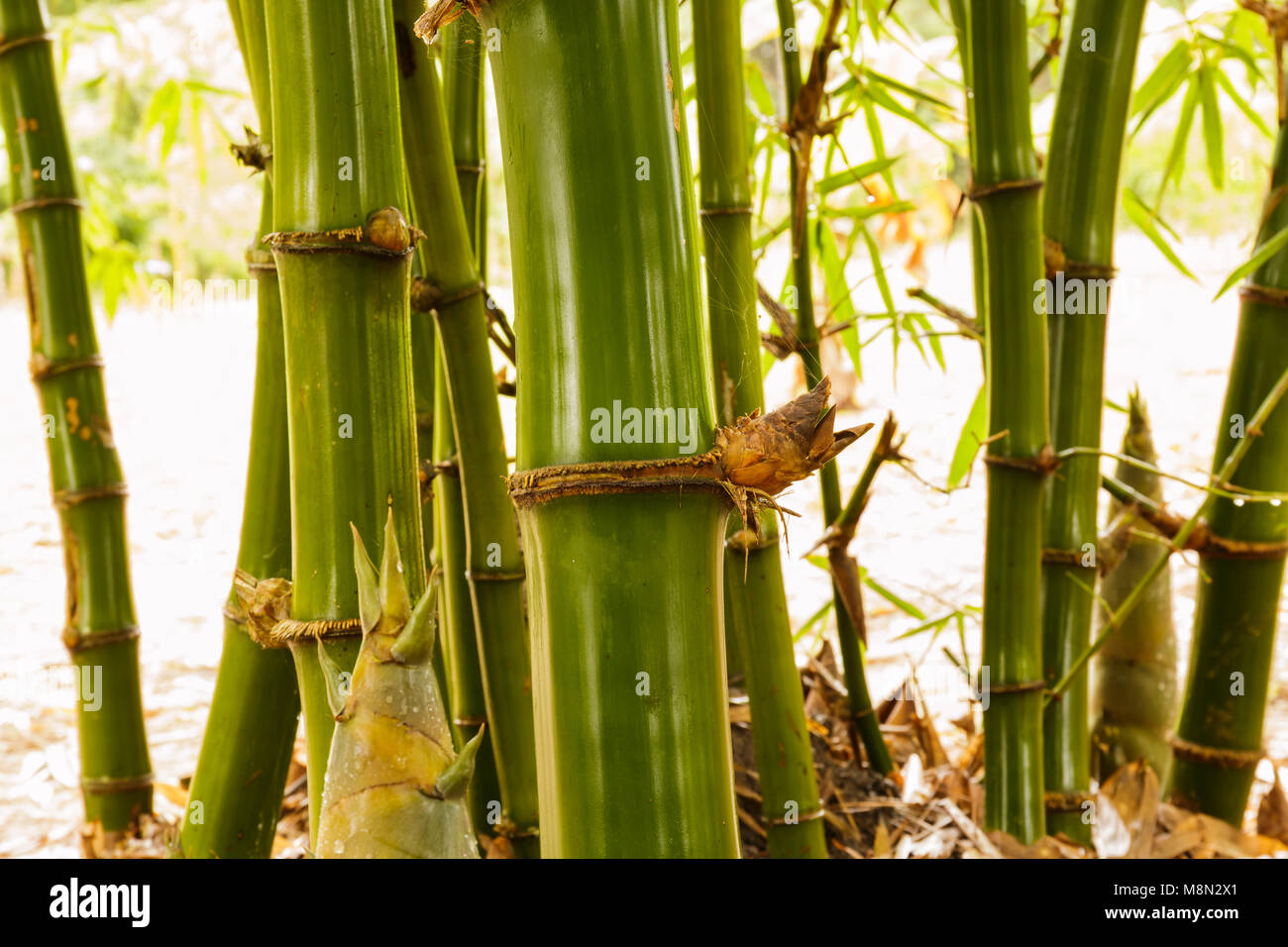 bamboo forest after the rain Stock Photo - Alamy