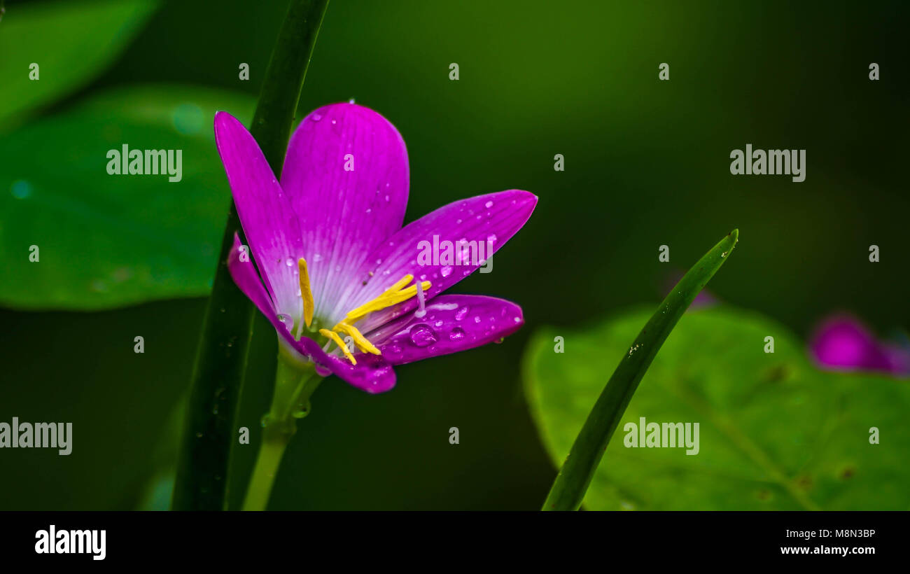 Beautiful Zephyrus flower after the rain with green background Stock ...