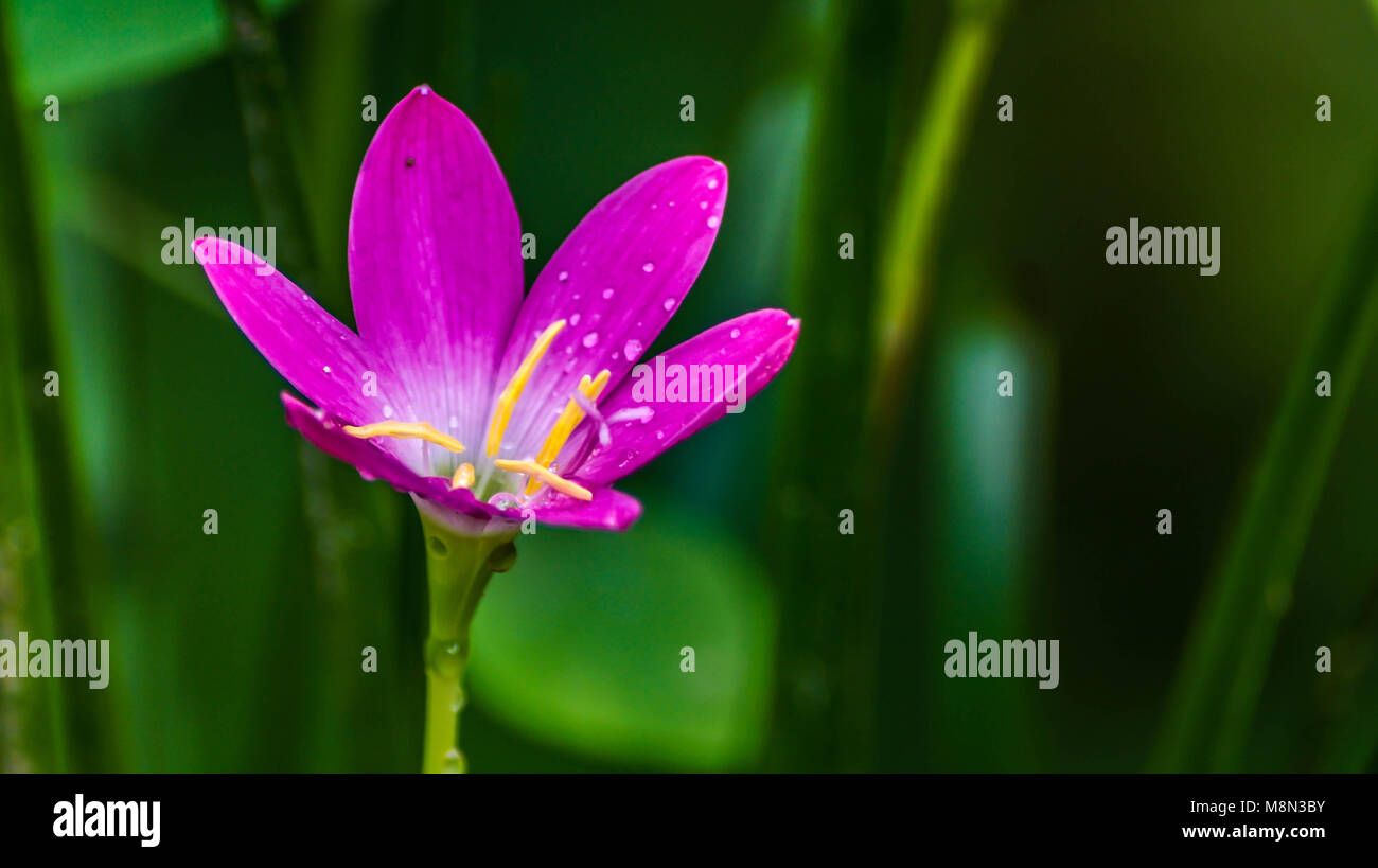 Zephyrus hi-res stock photography and images - Alamy