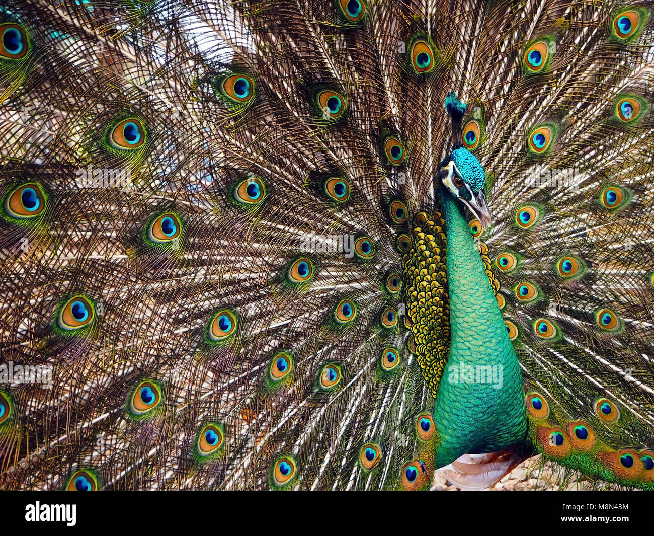 Peacock art hi-res stock photography and images - Alamy