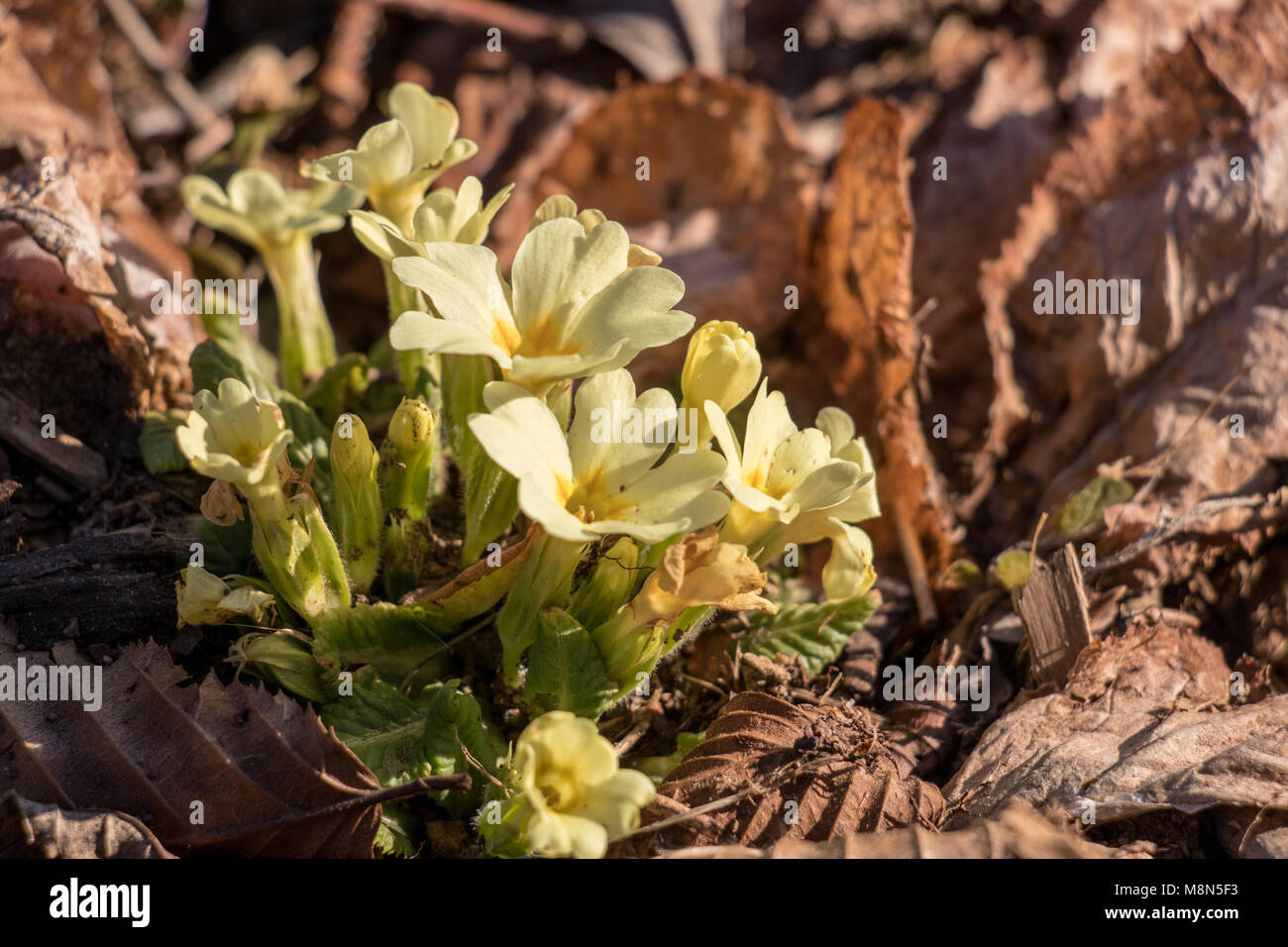 a bunch of primroses sunlit Stock Photo - Alamy
