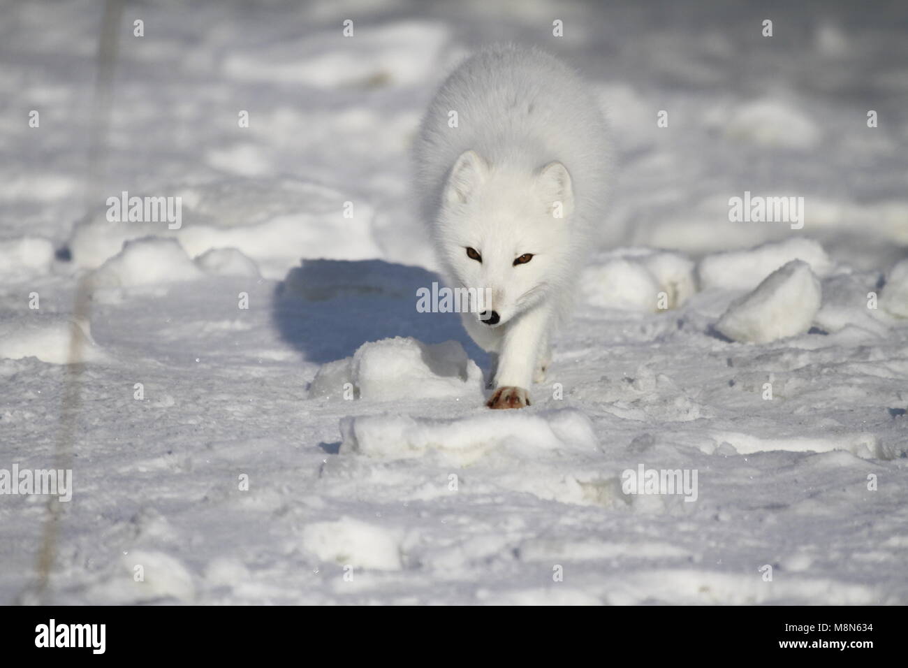 Wild Arctic Fox Face on, walking towards you, in the snow Stock Photo ...